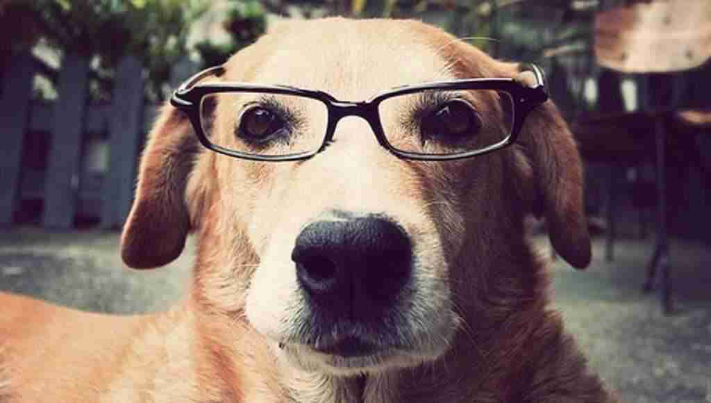 Estas son las 10 razas de perros más inteligentes según un psicólogo