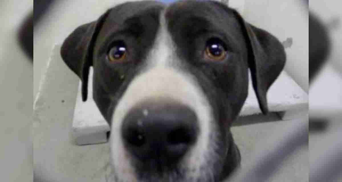 El video de este perrito siendo adoptado es tan emocionante que no ...