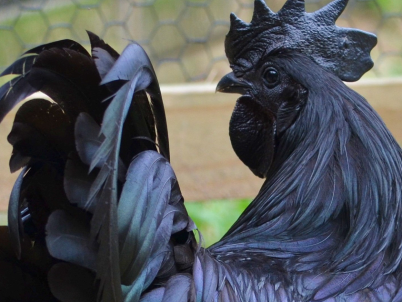 Este curioso “pollo gótico” es 100% negro, desde las plumas a los huesos