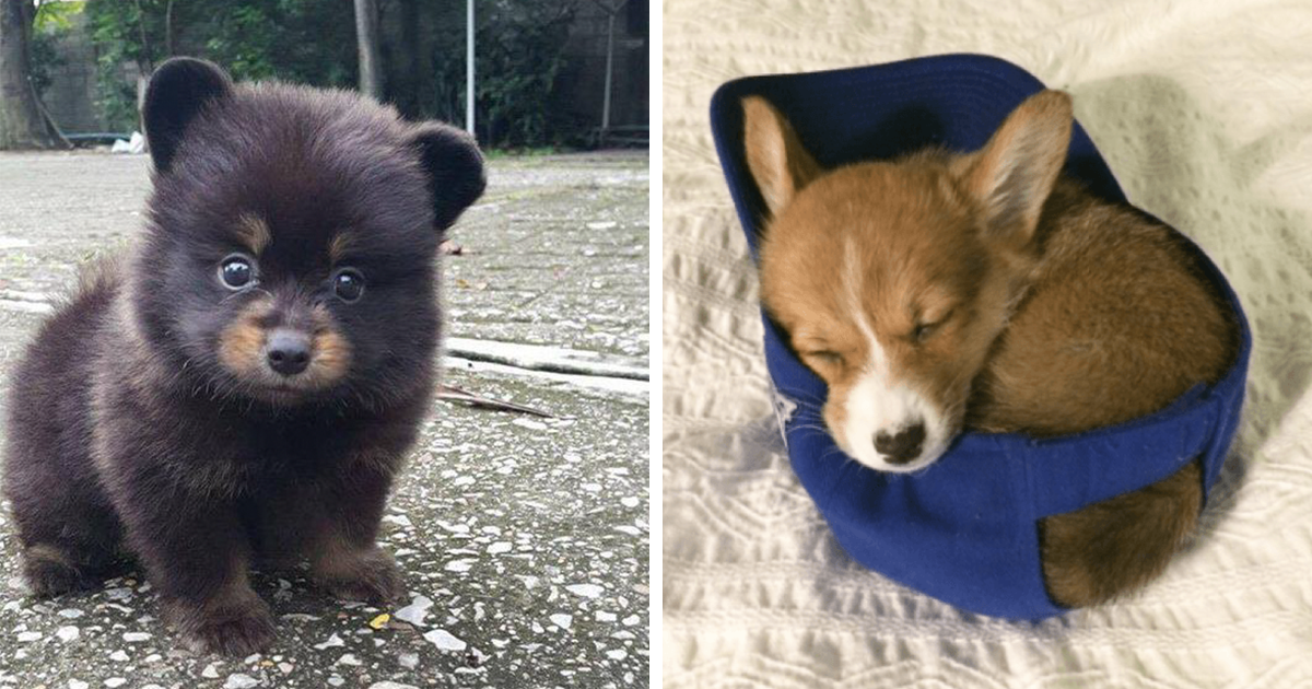 20 Perritos adorables para celebrar el Día del Cachorro