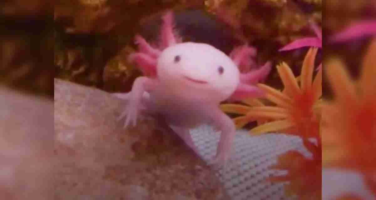 Conoce al axolotl que debería protagonizar la próxima película de ...
