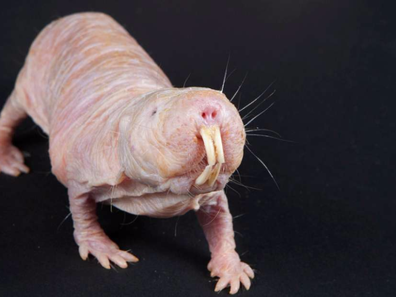 La Rata Topo Desnuda Puede Sobrevivir Sin Oxigeno Gracias A Método ...