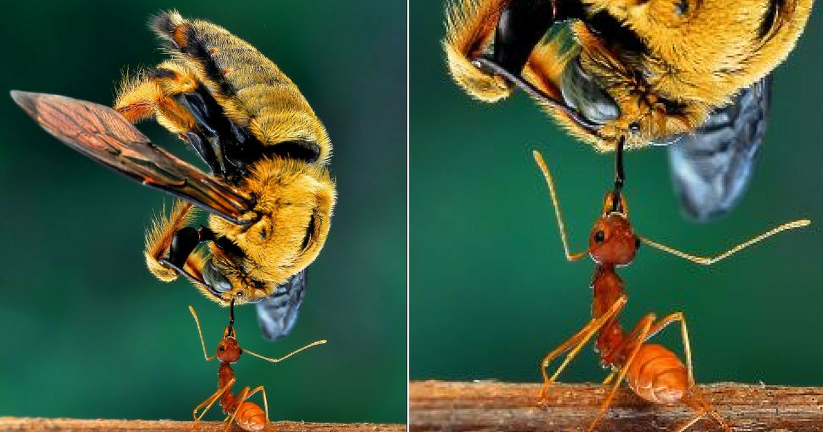 La increíble fuerza de los insectos