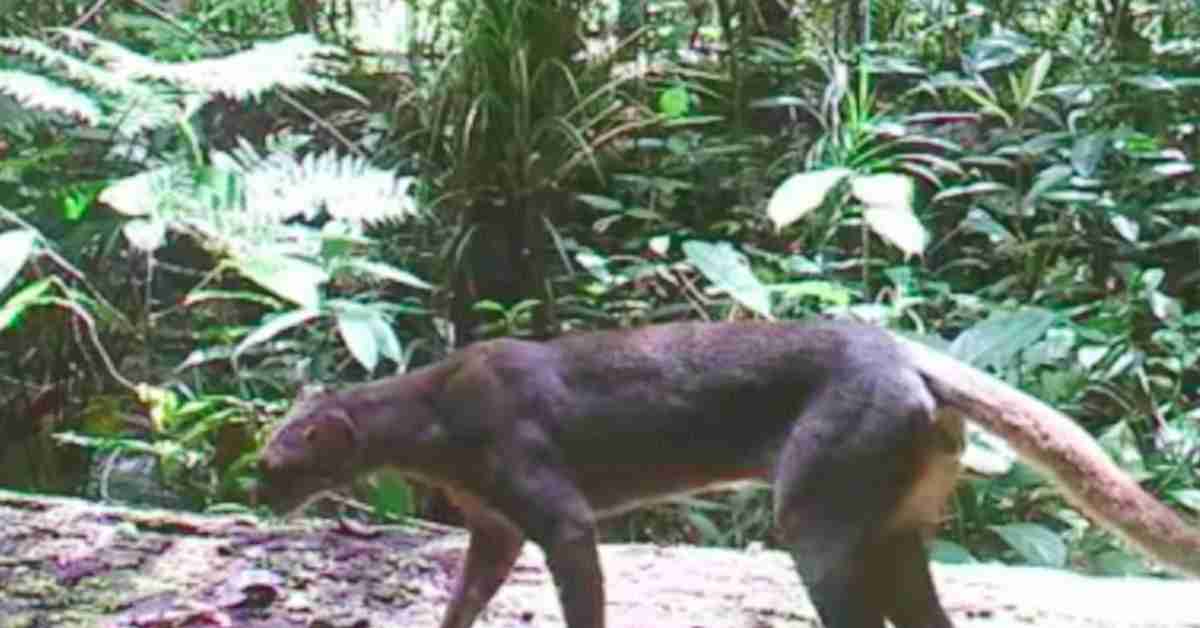 Una criatura de la selva que ha escapado de los científicos durante ...