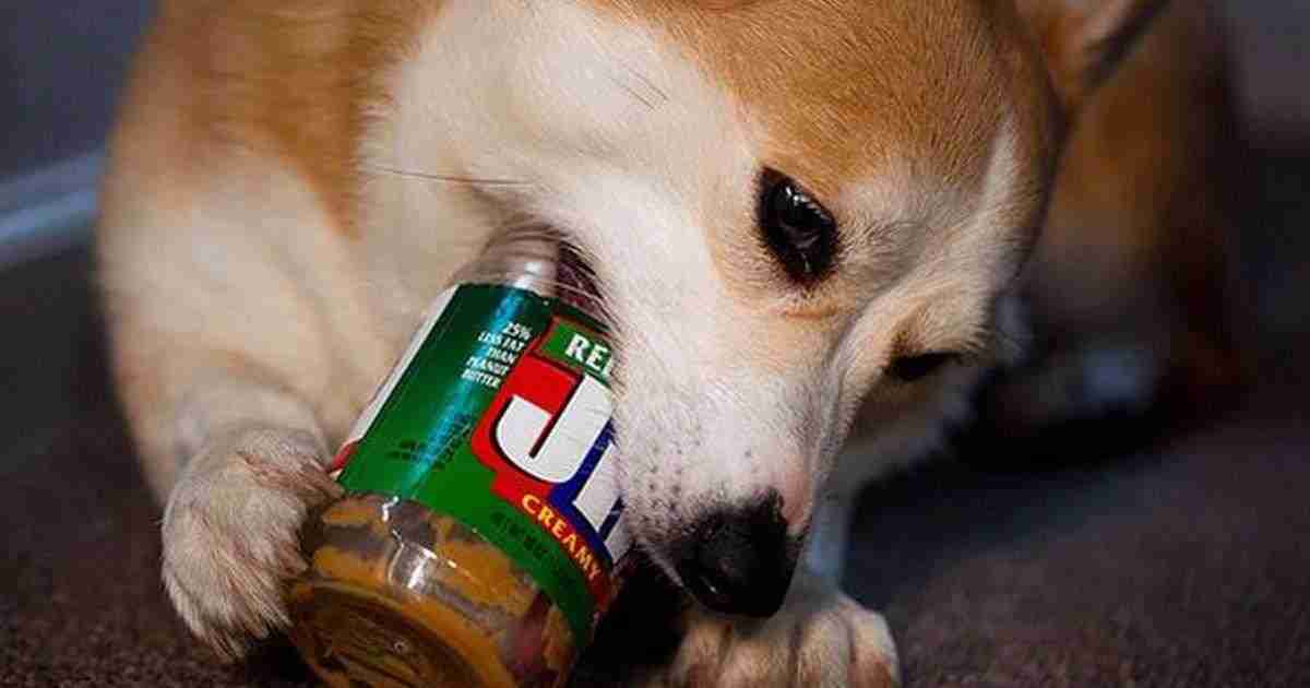 11 Alimentos muy saludables que le deberías dar de comer a tu perro