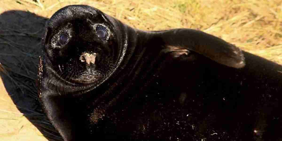 Esta hermosa y poco común foca negra se está robando el corazón del ...