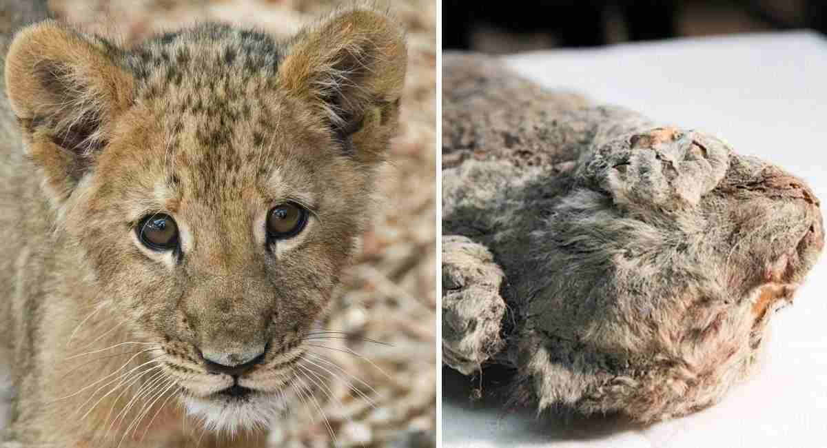 Este león está extinto hace siglos. Pero ahora podrían clonarlo como si ...