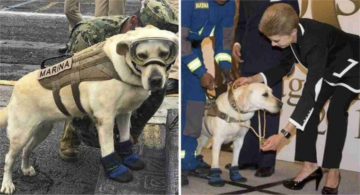 Frida, rescatista en el terremoto de México, es galardonada por su ...