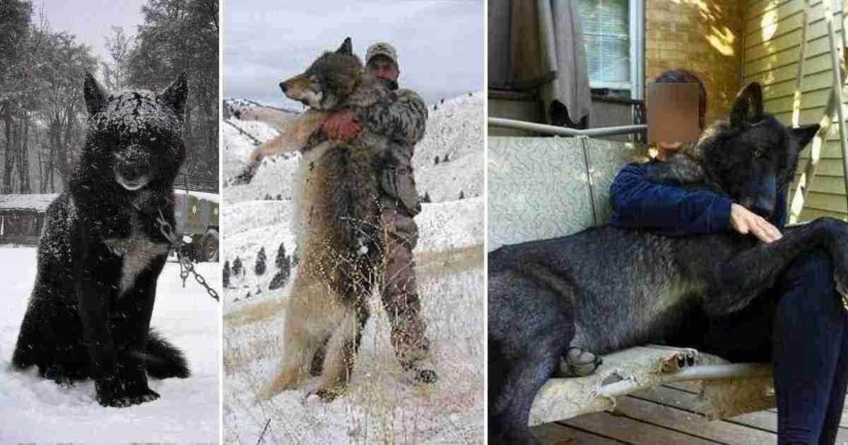 Todo sobre los “wolfdog”: los mitad lobo mitad perro que algunos tienen ...