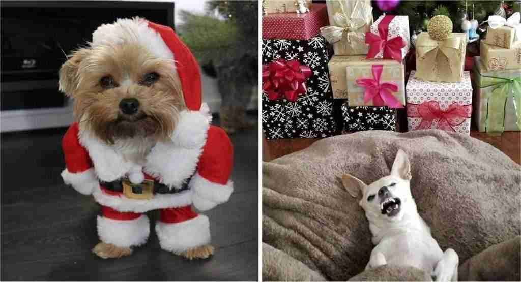 “Navidad, canina Navidad”: 22 perros que representan a la perfección el ...