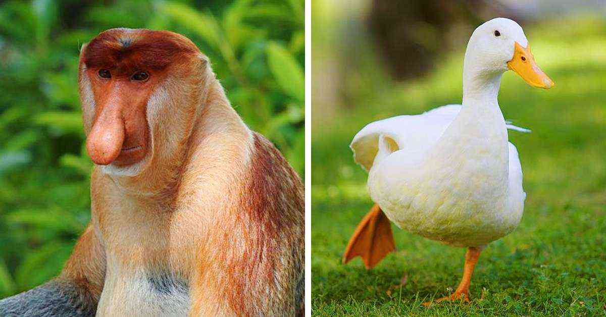 10 Repugnantes Datos de animales sacados del National Geographic que ...