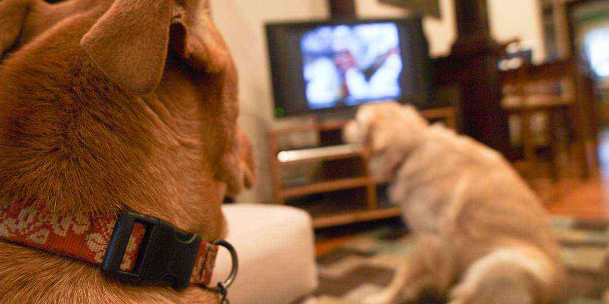 ¿Ven realmente los perros la televisión? Resolvemos tus dudas en base a ...