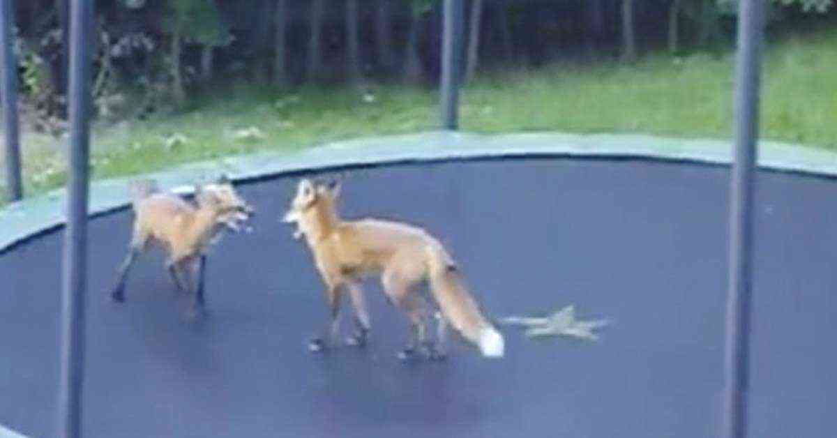Graban en vídeo a un zorro que se ha hecho viral al montarse en una ...
