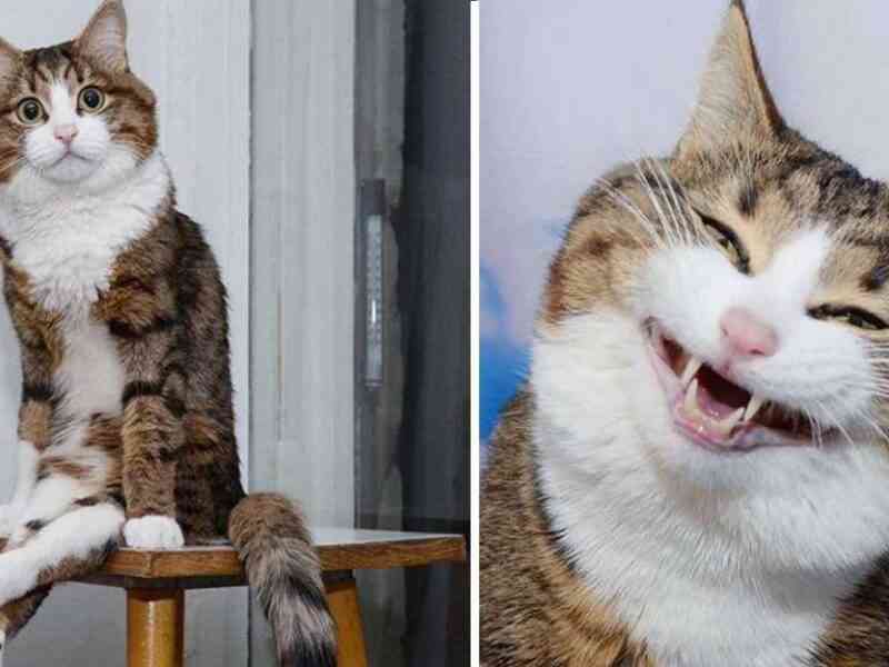 Rexie es sensación con sus múltiples caras. Tiene la columna rota, pero ...