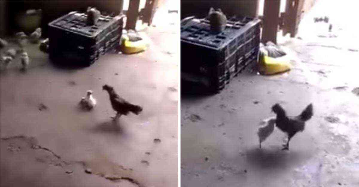 Valiente pollito pelea contra un gallo para proteger a sus hermanos. Lo ...