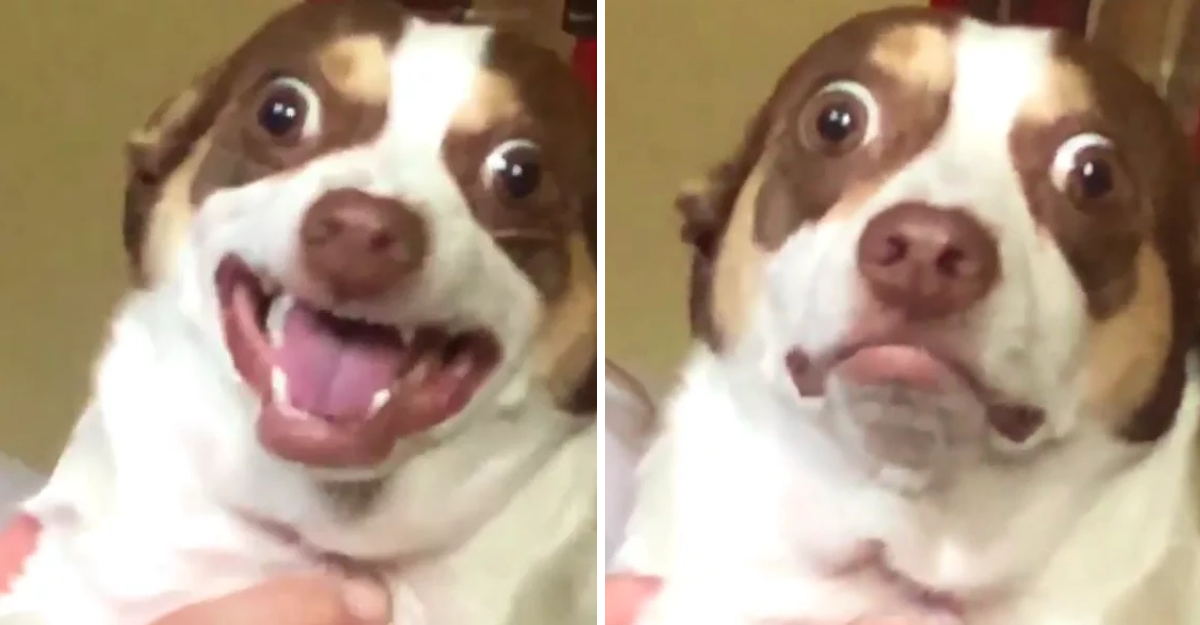 El perro enojón que se convirtió en una sensación de Internet por su ...