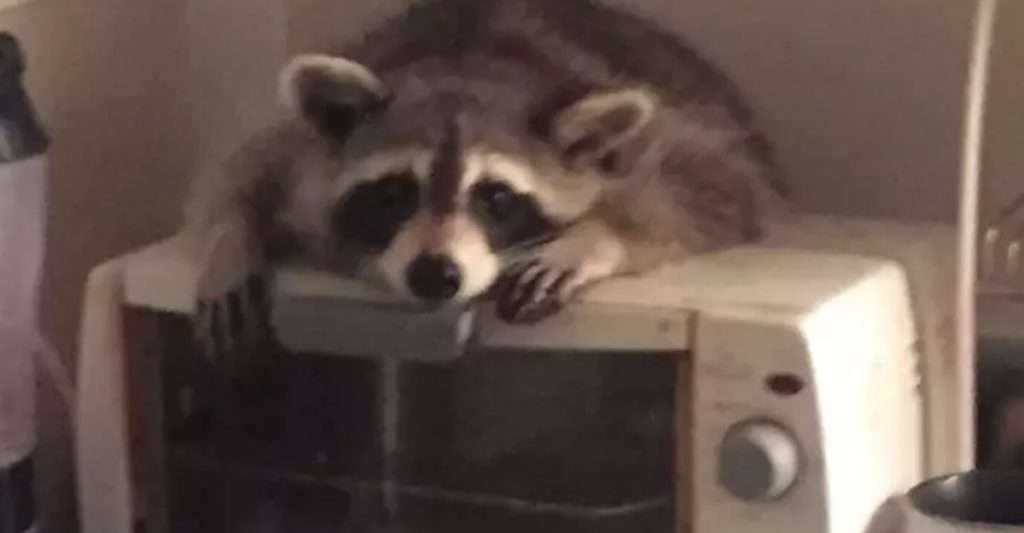 Mapache entra a su cocina y se rehúsa a abandonarla. Indiferente ...
