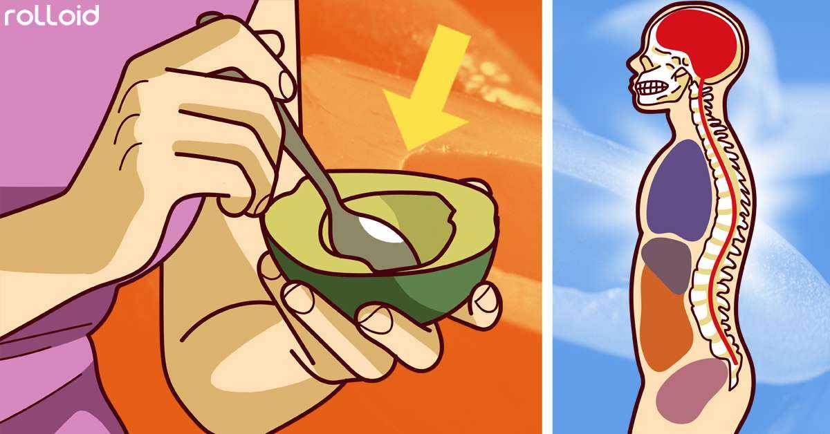 9 Razones Por Las Que Deberíamos Tomar 1 Aguacate Al Día —
