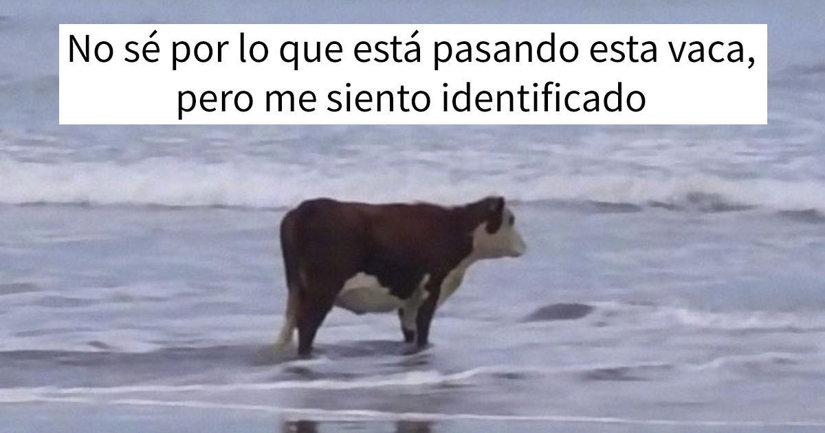 Humor: 20 Memes con los que se identificarán y reirán los más introvertidos