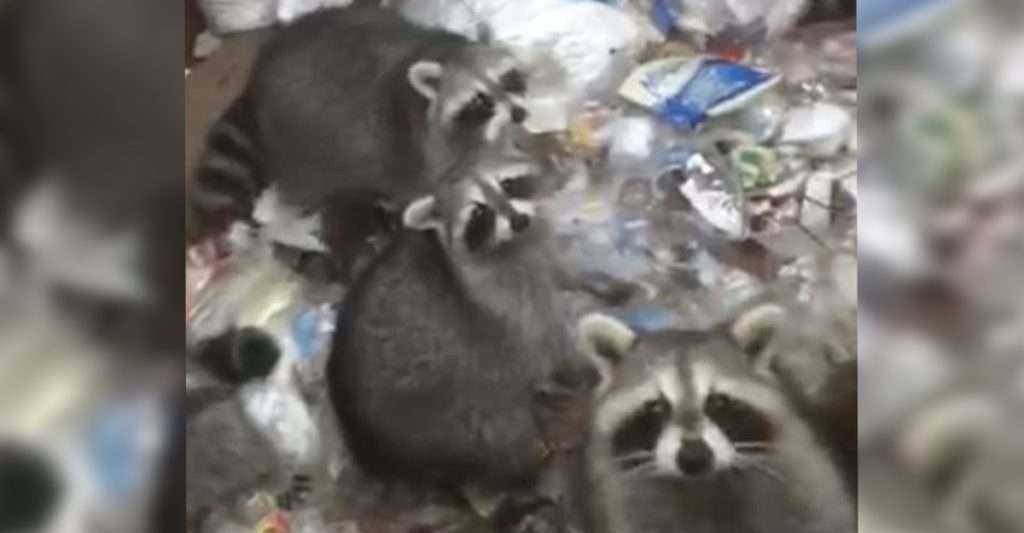 Mapaches buscaban comida pero quedaron atrapados. Su especial lazo con ...