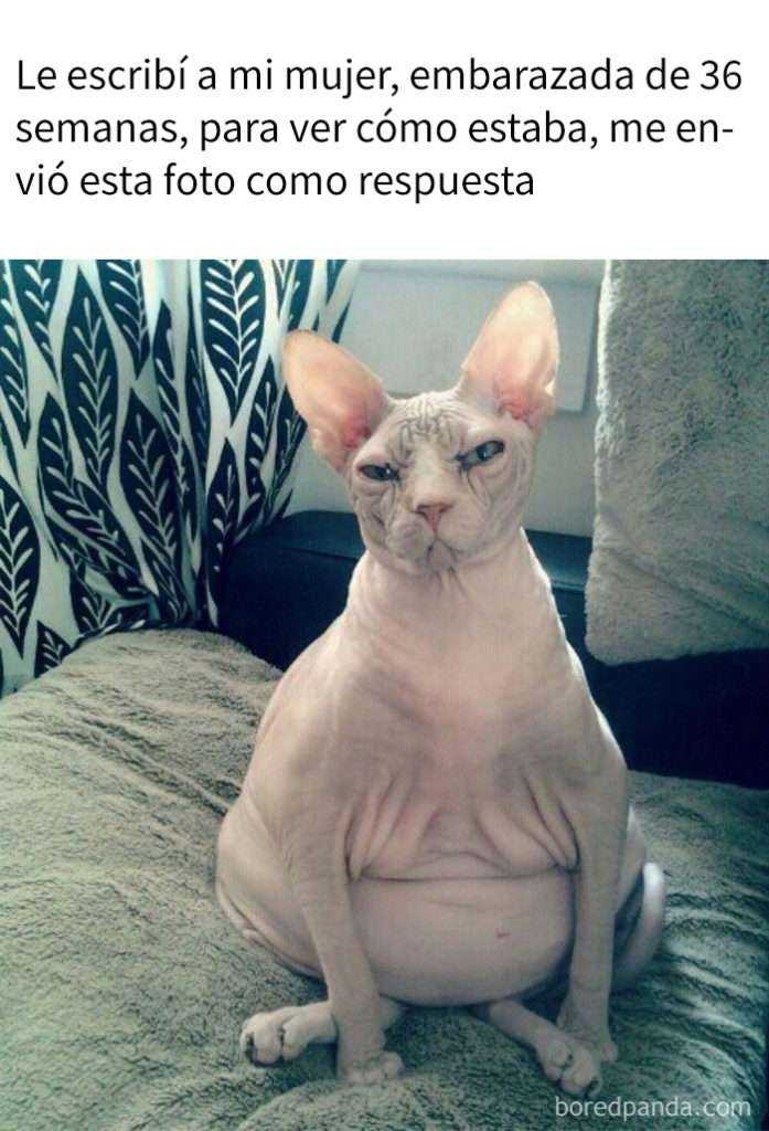 20 De los memes más divertidos sobre el embarazo