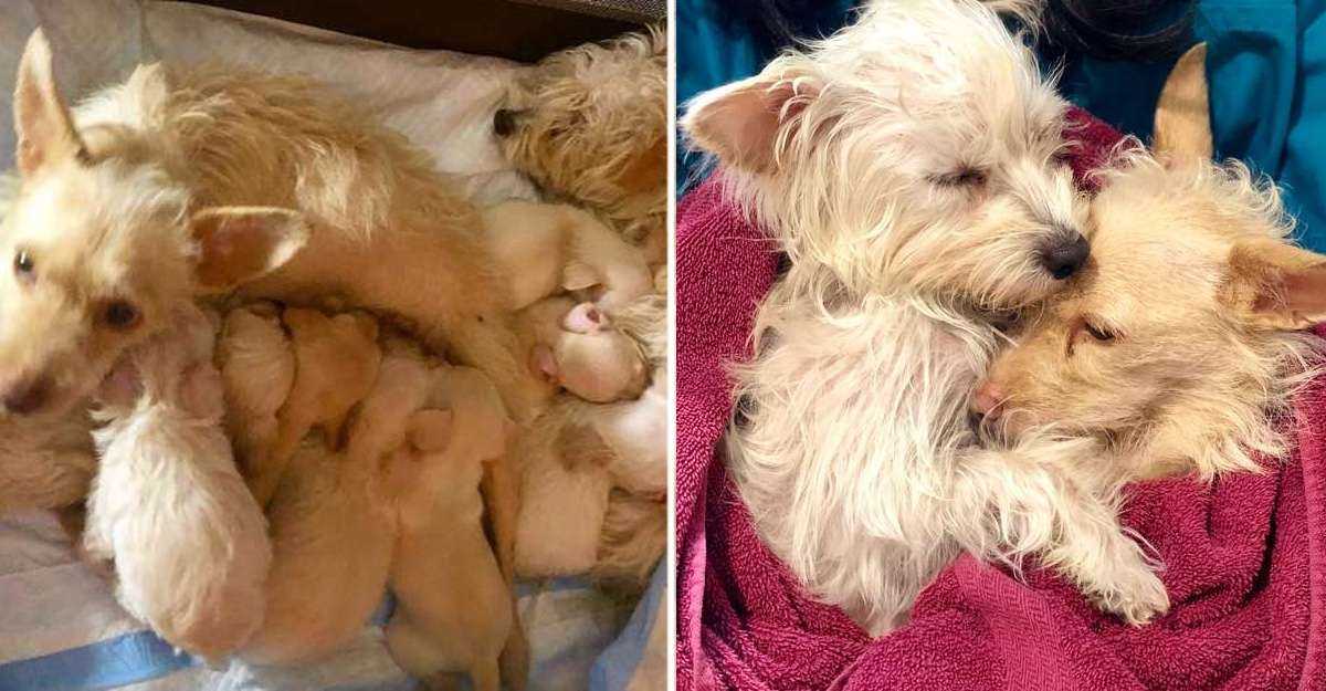 Perritas son mamás solteras y viven en la calle. Entre las dos cuidan y ...