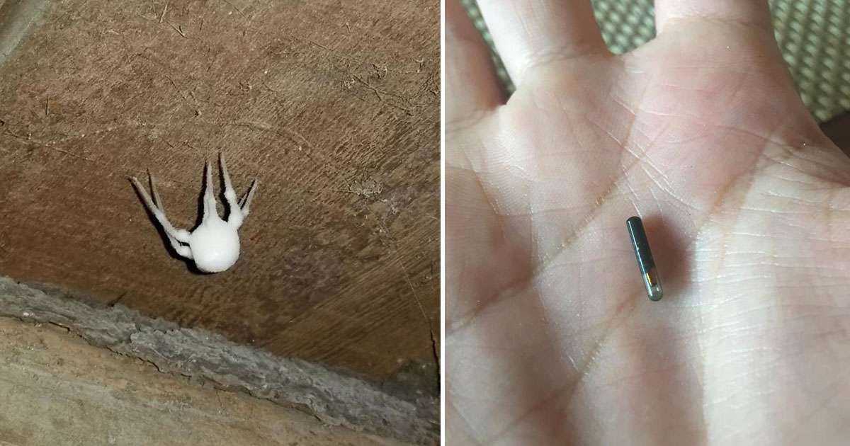 28 Personas que encontraron cosas muy raras y pidieron ayuda a Internet ...