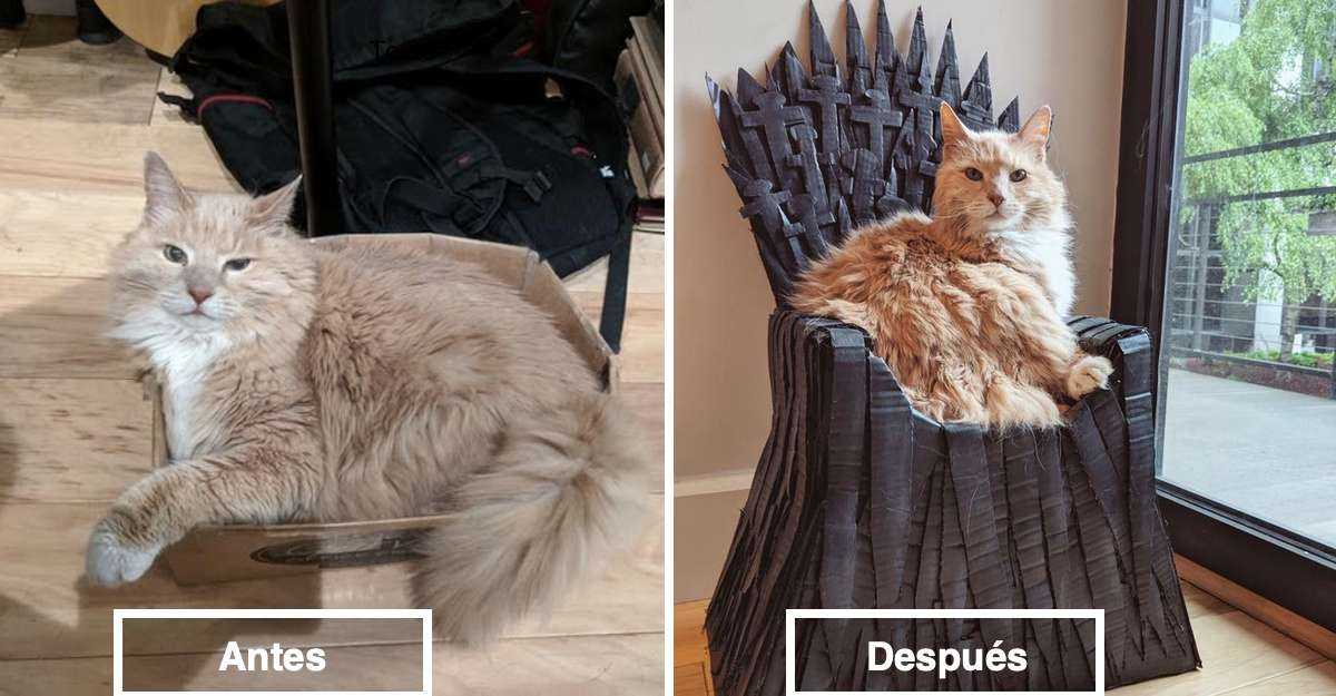 Fan de GOT le hizo un Trono de Hierro a su gato. Fue hecho de cartón ...