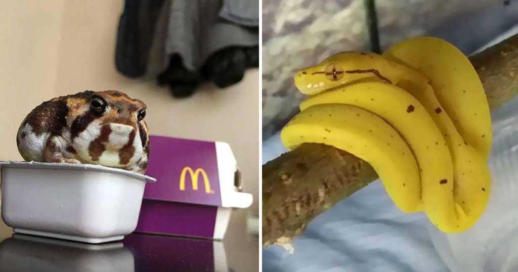 20 Cosas no comestibles que parecen platillos deliciosos — publicacion.com