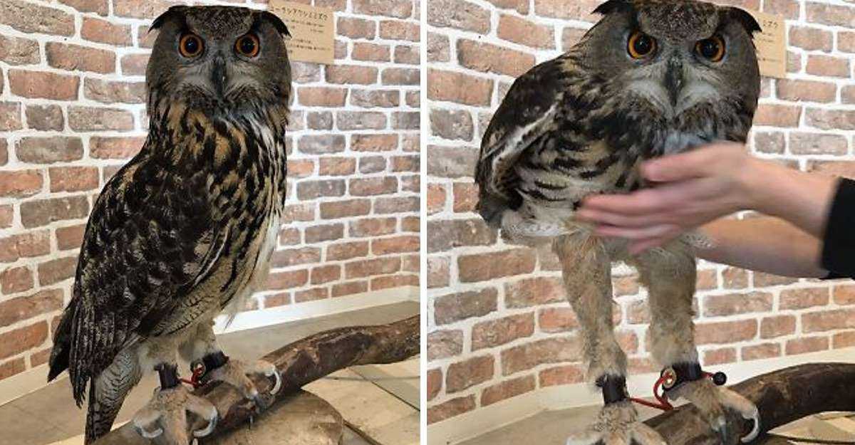 Uno secreto de la naturaleza: Las larguísimas piernas que los búhos ...