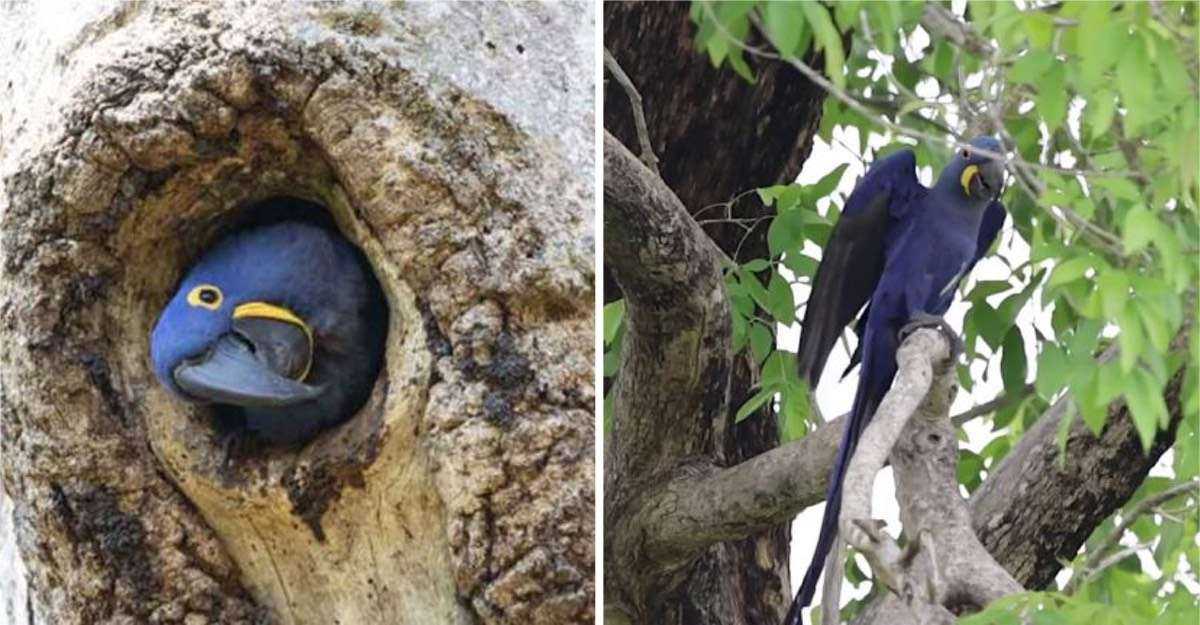 Nacen 4 parabas azules en zona del Amazonas afectada por incendios ...