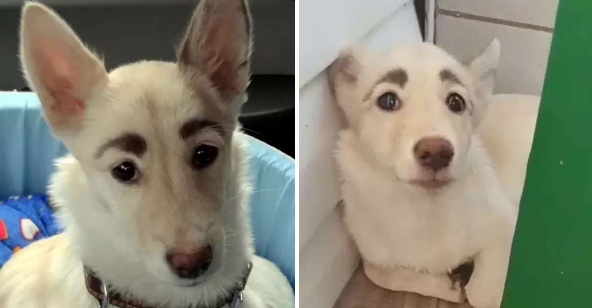 El perro de las cejas humanas tomó por sorpresa a la web. Una vez te ...