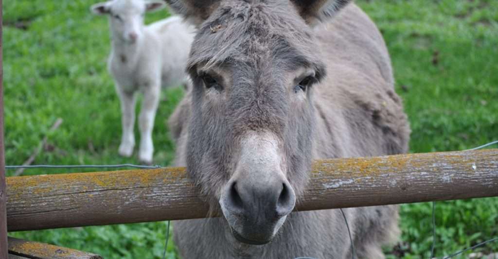 La población mundial de burros disminuirá a la mitad en 5 años. Los ...