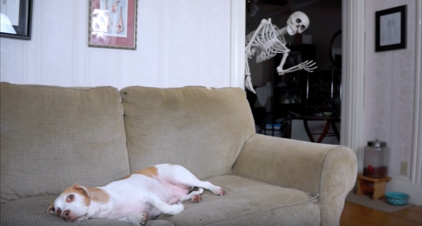 Un pobre perro se viraliza al grabarlo mientras dormía plácidamente