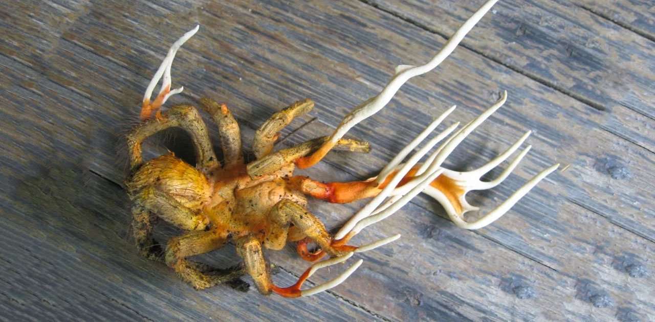 El Cordyceps, el parásito que transforma a los insectos en zombies con ...