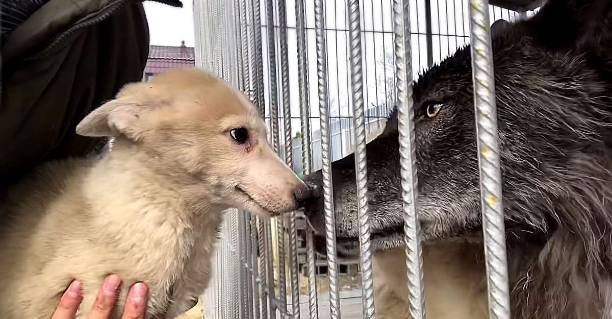 Lobo negro canadiense conoce a tierno cachorro siberiano. Lo huele ...