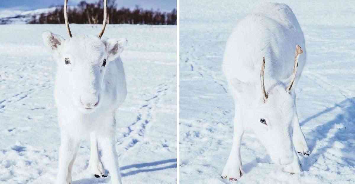 Así lucen los solemnes bebés de reno blanco. Es estar dentro de un ...