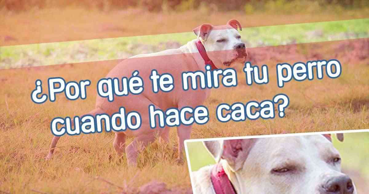 10 soluciones a preguntas curiosas que se hacen los dueños de perros