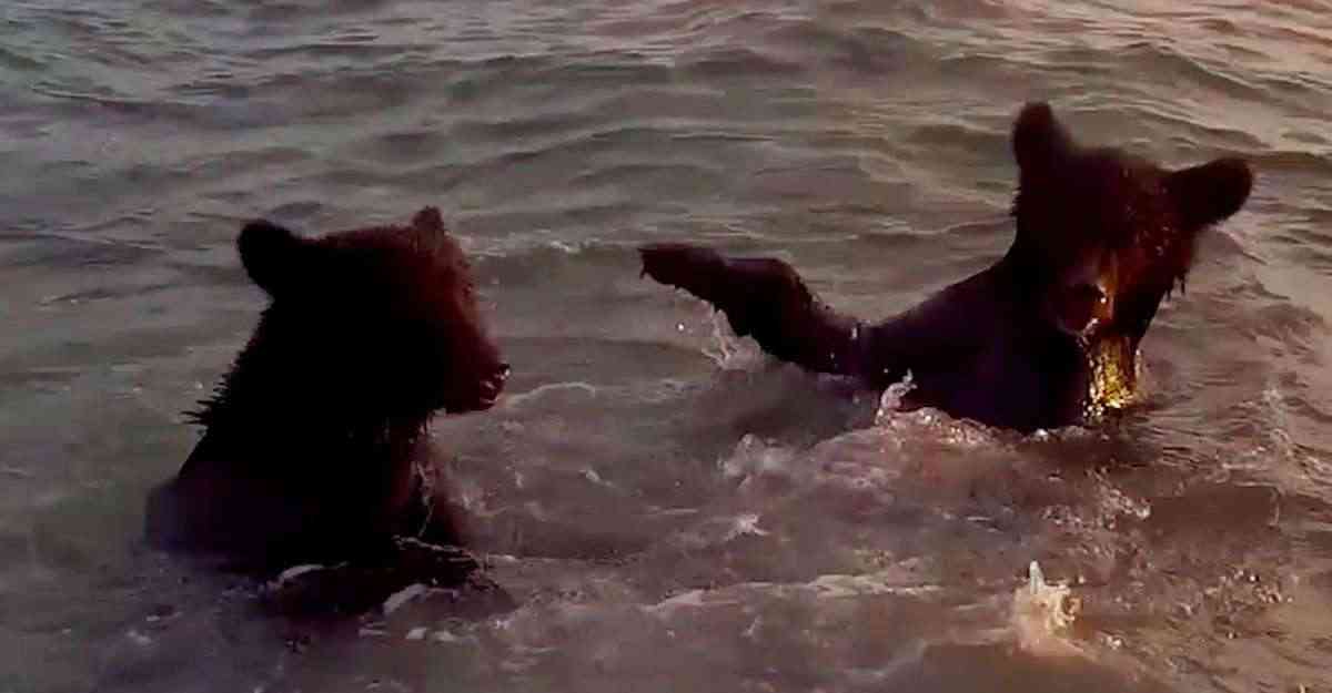 Captaron a 2 osos bañándose en el mar. Aprovecharon el atardecer para ...