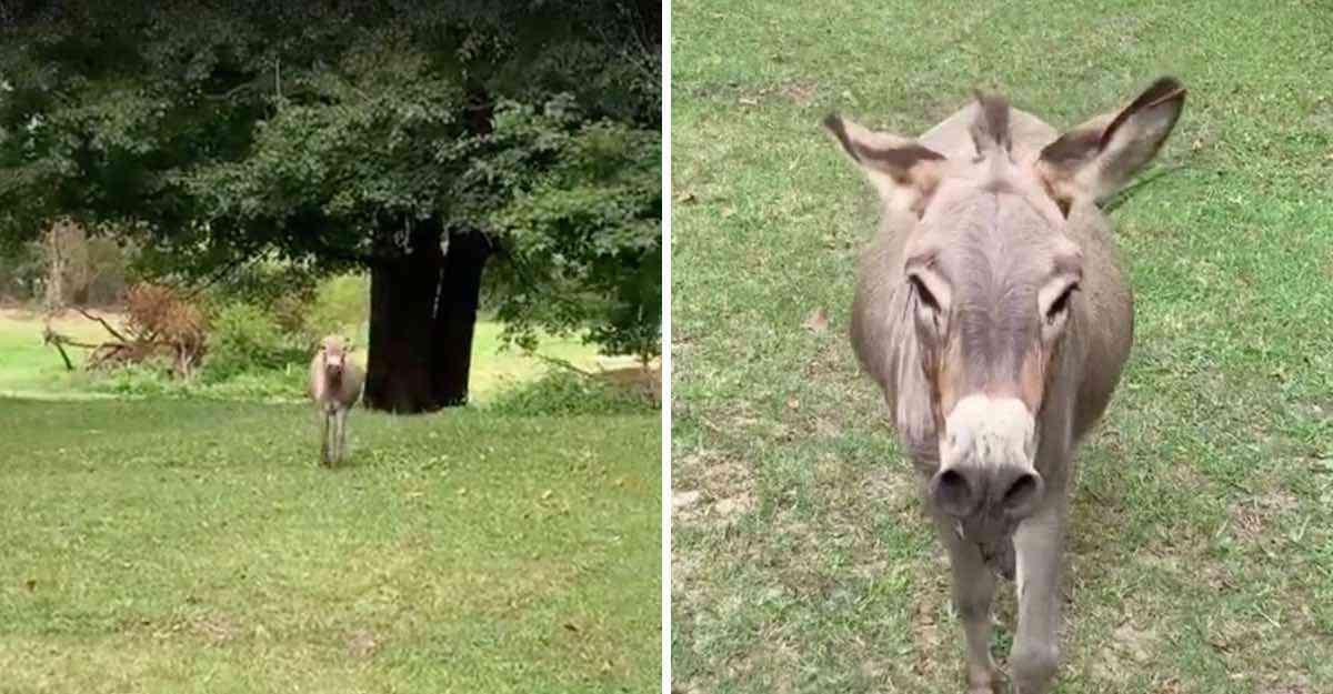 Burro llora de alegría al reencontrarse con su mejor amiga. Corrió ...