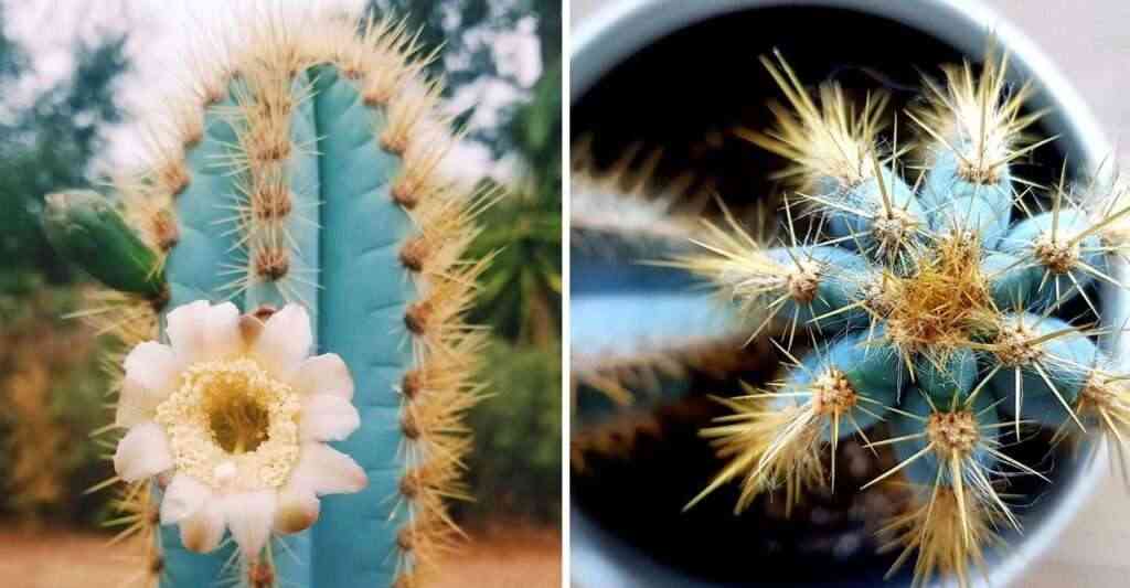 Hermoso cactus azul inspirará la decoración de cualquier ambiente. Un ...