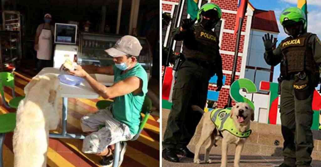 Perro ladrón cambia de bando al ser adoptado por la policía. Dejó de ...