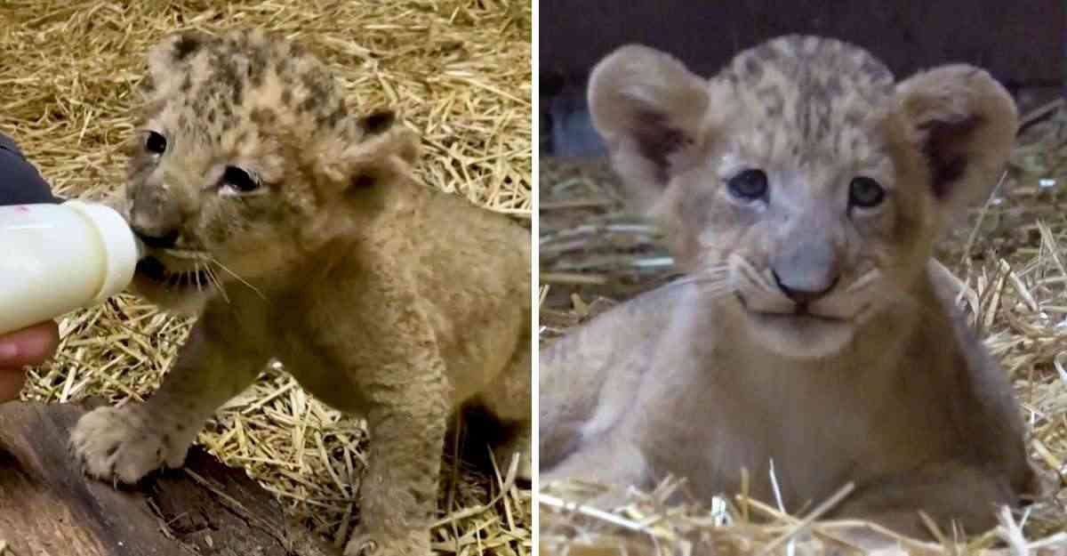 Viva el rey: León llamado Simba nace por inseminación artificial luego ...