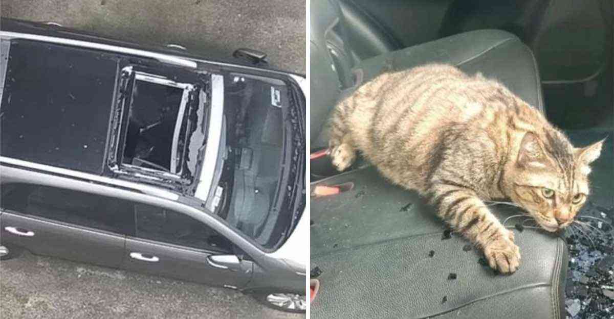 Gato cayó del décimo piso de un edificio y salió ileso en Malasia. Se ...