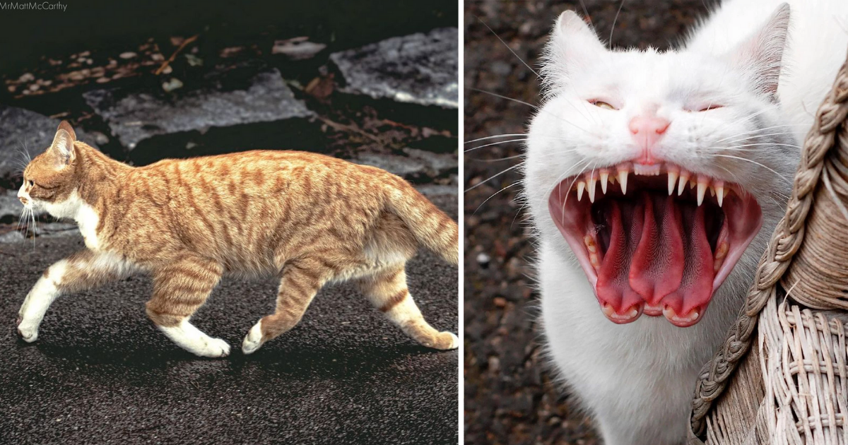 ¿Ves algo raro? 20 imágenes surrealistas donde los protagonistas son ...