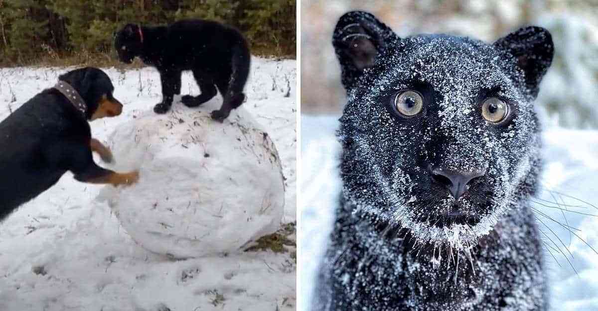 Mujer graba a su pantera negra jugando en la nieve con su perro: “Es ...