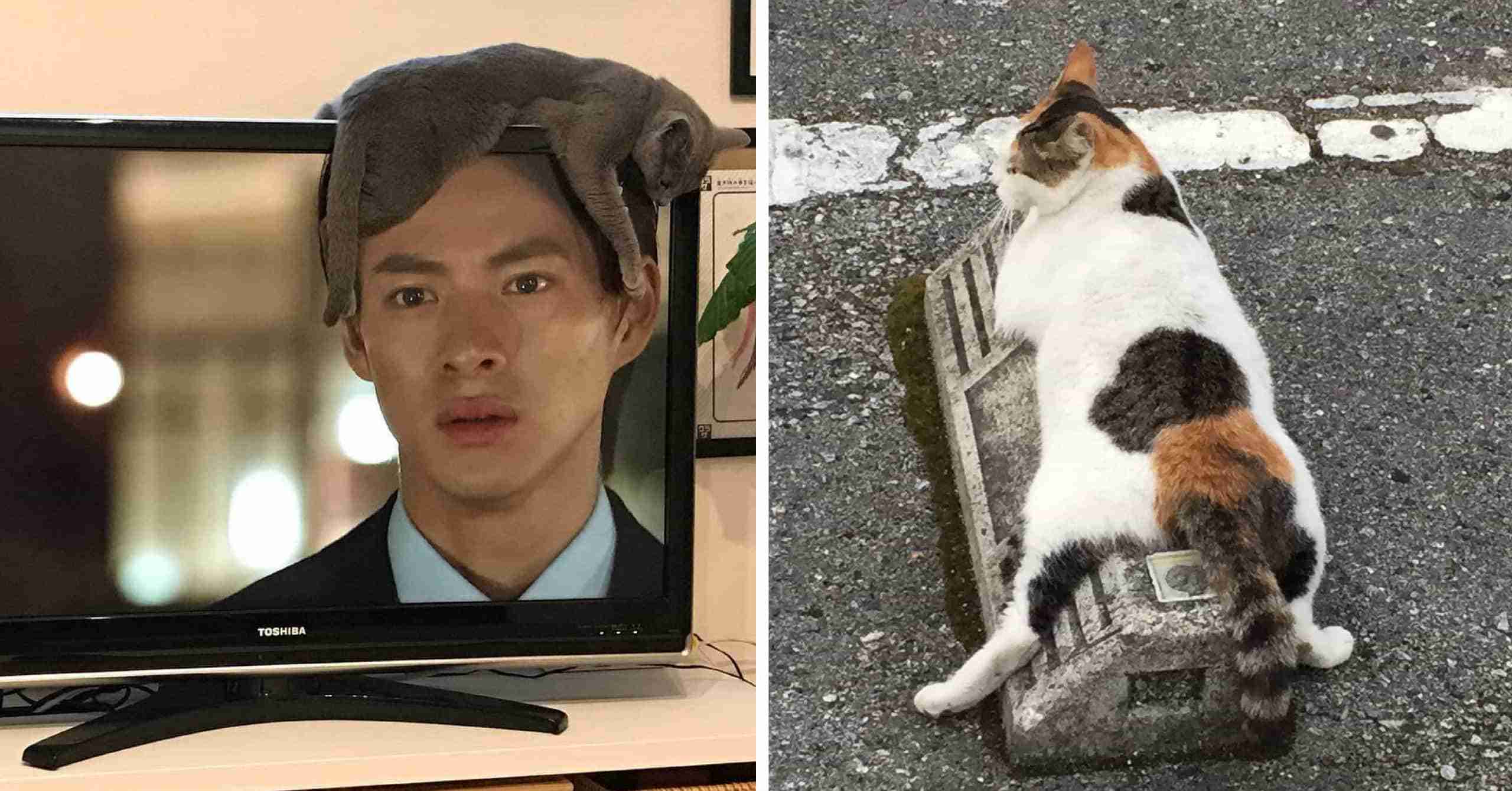 16 fotos que prueban que ningún lugar es incómodo para los gatos